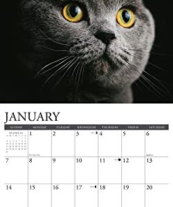 Willow Creek Press Cats Monthly 2024 Wall Calendar (12" x 12")