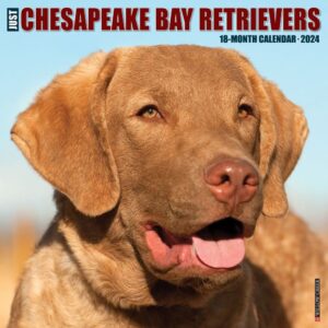 willow creek press chesapeake bay retrievers monthly 2024 wall calendar (12" x 12")