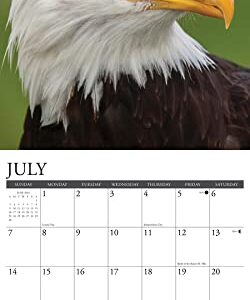 Willow Creek Press Eagles Monthly 2024 Wall Calendar (12" x 12")