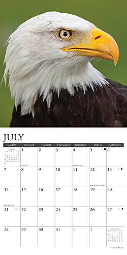 Willow Creek Press Eagles Monthly 2024 Wall Calendar (12" x 12")