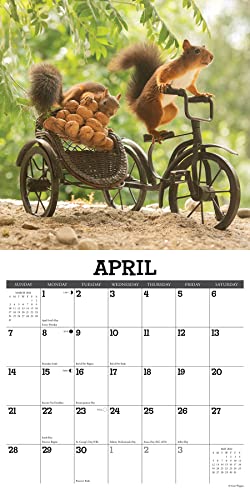 Willow Creek Press Gettin' Squirrelly Monthly 2024 Wall Calendar (12" x 12")