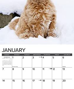 Willow Creek Press Goldendoodles Monthly 2024 Wall Calendar (12" x 12")