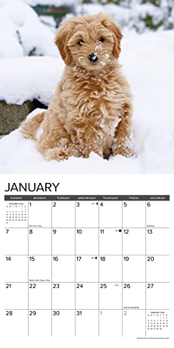 Willow Creek Press Goldendoodles Monthly 2024 Wall Calendar (12" x 12")