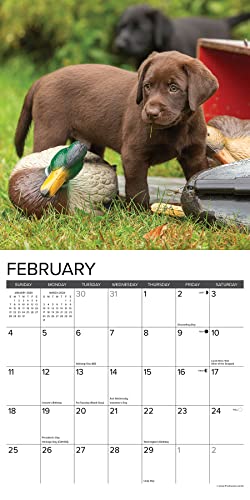 Willow Creek Press Lab Puppies Monthly 2024 Wall Calendar (12" x 12")