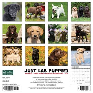 Willow Creek Press Lab Puppies Monthly 2024 Wall Calendar (12" x 12")