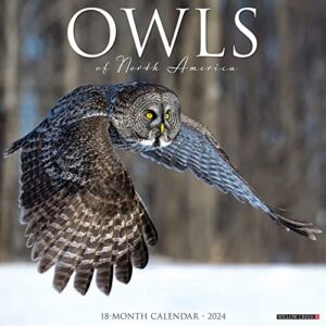 willow creek press owls monthly 2024 wall calendar (12" x 12")