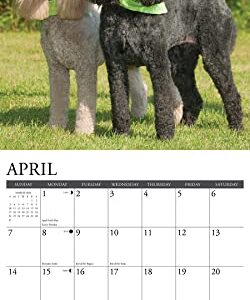 Willow Creek Press Poodles Monthly 2024 Wall Calendar (12" x 12")