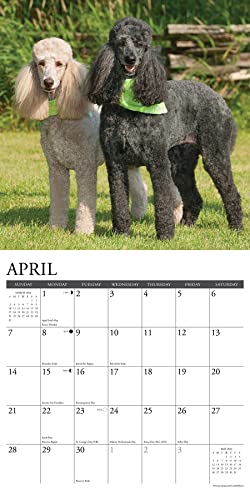 Willow Creek Press Poodles Monthly 2024 Wall Calendar (12" x 12")