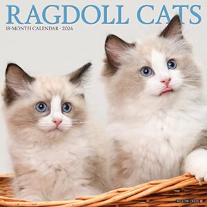 willow creek press ragdoll cats monthly 2024 wall calendar (12" x 12")