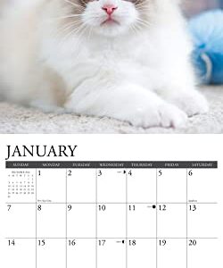 Willow Creek Press Ragdoll Cats Monthly 2024 Wall Calendar (12" x 12")