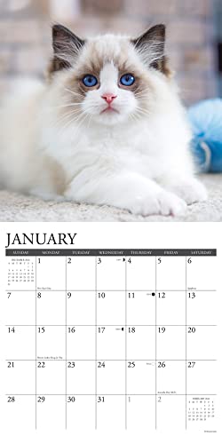 Willow Creek Press Ragdoll Cats Monthly 2024 Wall Calendar (12" x 12")