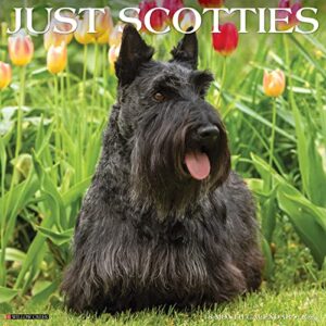 willow creek press scotties monthly 2024 wall calendar (12" x 12")