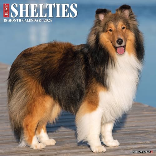 Willow Creek Press Shelties Monthly 2024 Wall Calendar (12" x 12")