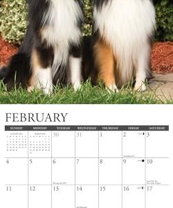 Willow Creek Press Shelties Monthly 2024 Wall Calendar (12" x 12")