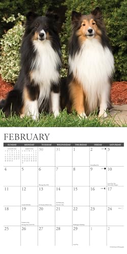 Willow Creek Press Shelties Monthly 2024 Wall Calendar (12" x 12")