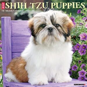 willow creek press shih tzu puppies monthly 2024 wall calendar (12" x 12")