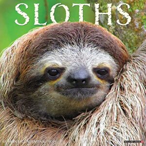 willow creek press sloths monthly 2024 wall calendar (12" x 12")