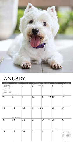 Willow Creek Press Westies Monthly 2024 Wall Calendar (12" x 12")