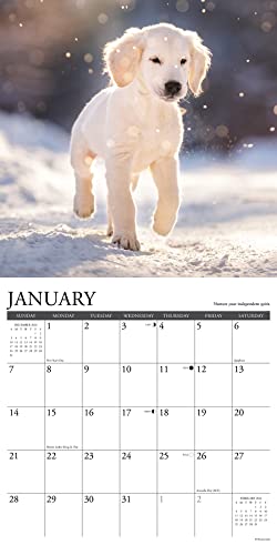 Willow Creek Press What Goldens Teach Us Monthly 2024 Wall Calendar (12" x 12")