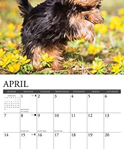 Willow Creek Press Yorkie Puppies Monthly 2024 Wall Calendar (12" x 12")