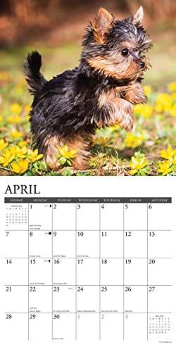 Willow Creek Press Yorkie Puppies Monthly 2024 Wall Calendar (12" x 12")