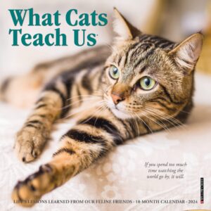 willow creek press what cats teach us monthly mini 2024 wall calendar (7" x 7")