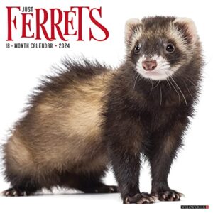 willow creek press ferrets monthly 2024 wall calendar (12" x 12")