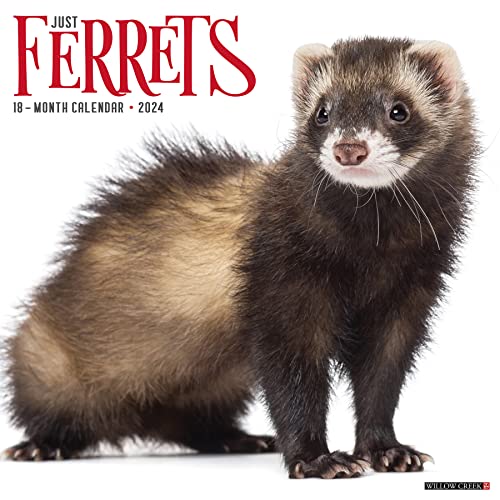 Willow Creek Press Ferrets Monthly 2024 Wall Calendar (12" x 12")