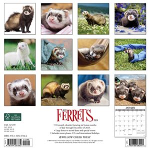 Willow Creek Press Ferrets Monthly 2024 Wall Calendar (12" x 12")