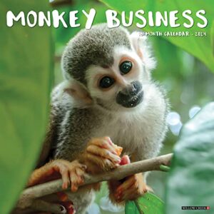 willow creek press monkey business monthly 2024 wall calendar (12" x 12")