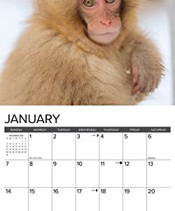 Willow Creek Press Monkey Business Monthly 2024 Wall Calendar (12" x 12")