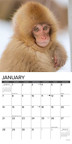 Willow Creek Press Monkey Business Monthly 2024 Wall Calendar (12" x 12")