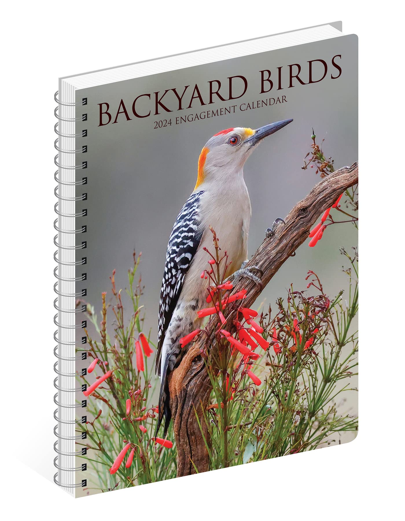 Willow Creek Press Backyard Birds Softcover Weekly Planner 2024 Spiral-Bound Engagement Calendar (6.5" x 8.5")