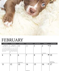 Just American Pit Bull Terrier Puppies 2024 Calendar