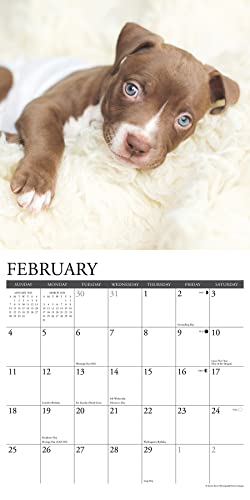 Just American Pit Bull Terrier Puppies 2024 Calendar