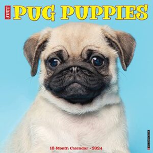 willow creek press pug puppies monthly 2024 wall calendar (12" x 12")