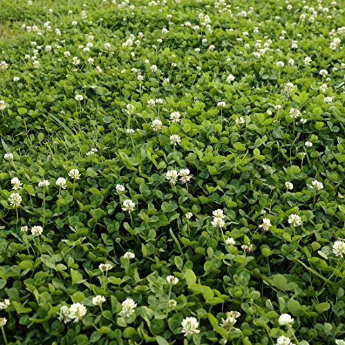 Outsidepride 10 lb. Perennial White Dutch Clover Seed for Erosion Control, Ground Cover, Lawn Alternative, Pasture, & Forage