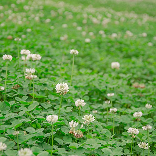 Outsidepride 10 lb. Perennial White Dutch Clover Seed for Erosion Control, Ground Cover, Lawn Alternative, Pasture, & Forage