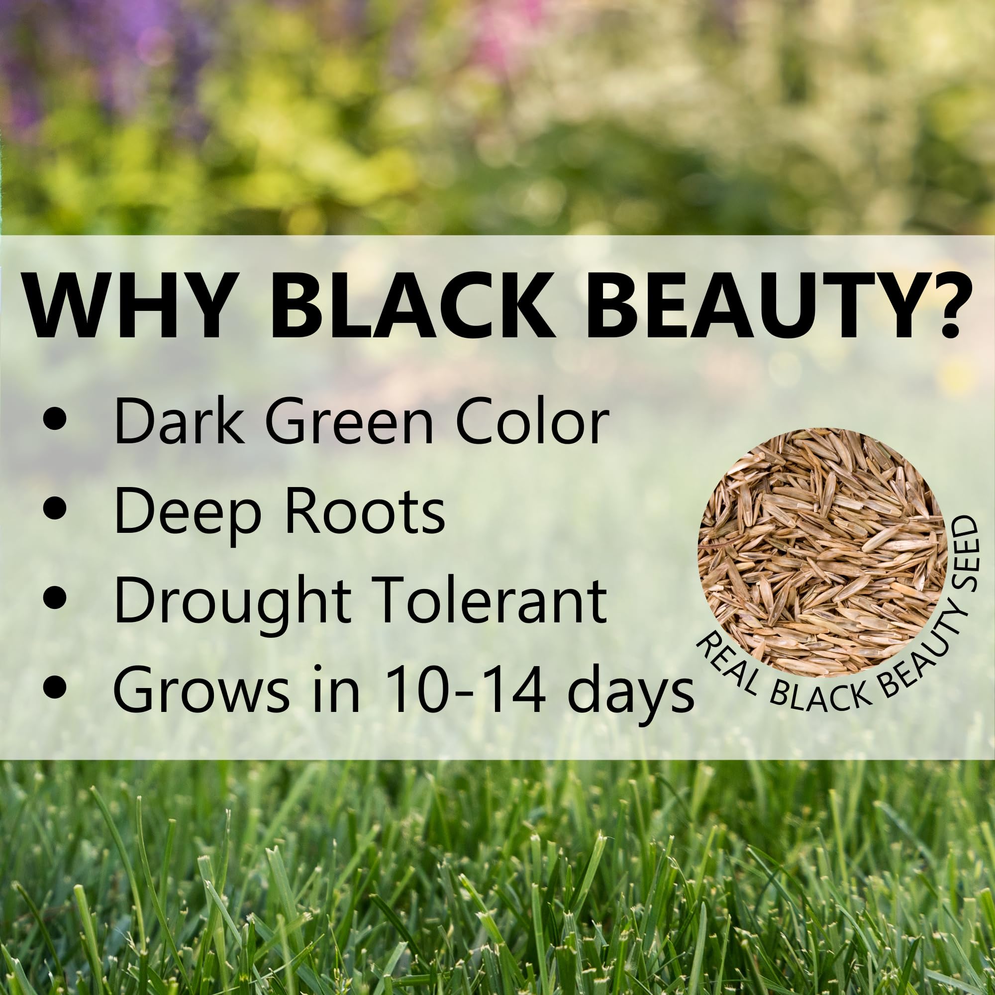 Jonathan Green (10768) Black Beauty Fall Magic Grass Seed - Cool Season Lawn Seed (7 lb)