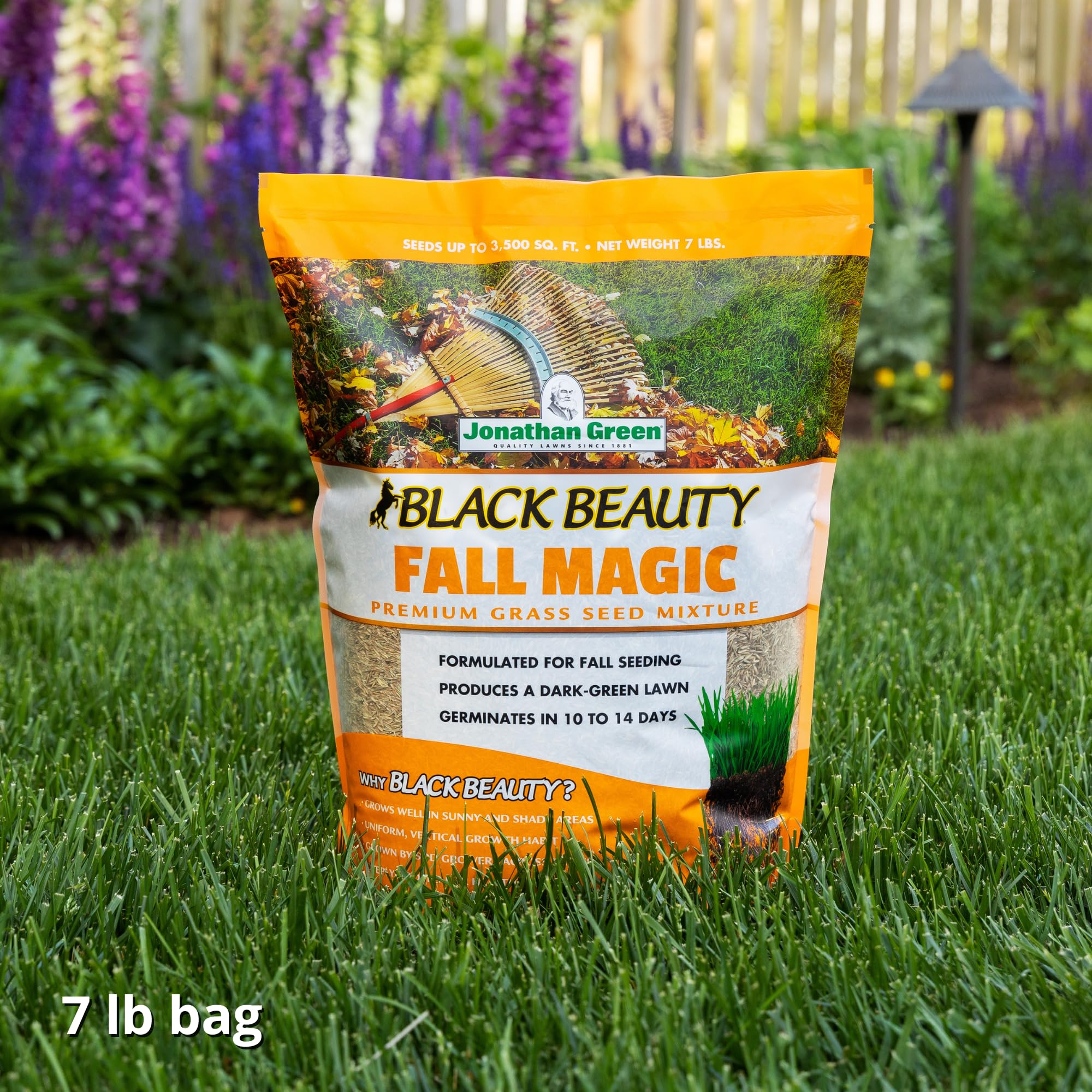 Jonathan Green (10768) Black Beauty Fall Magic Grass Seed - Cool Season Lawn Seed (7 lb)