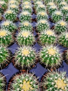 echinocactus grusonii golden barrel cactus 3.5"