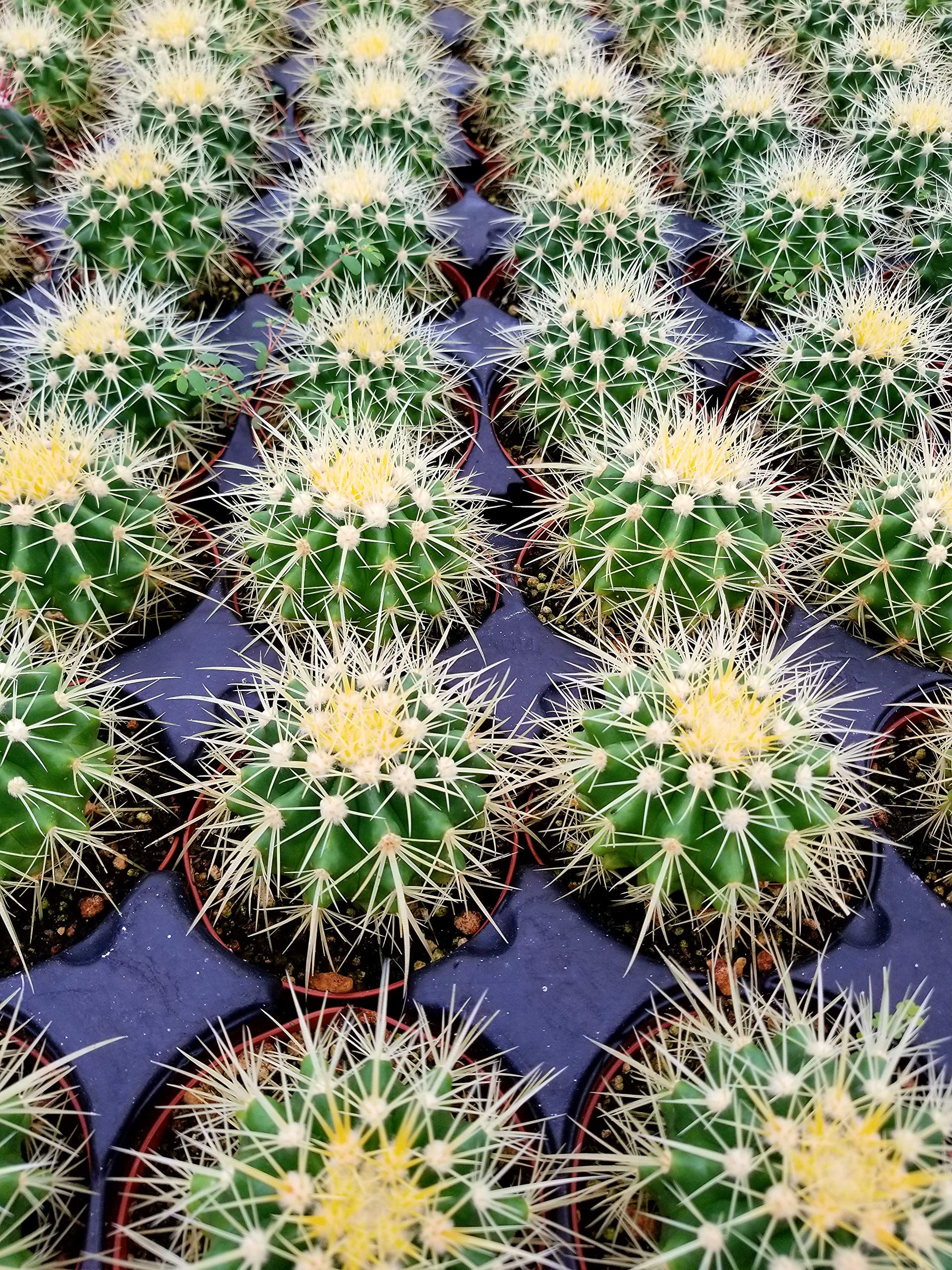 Echinocactus grusonii Golden Barrel Cactus 3.5"