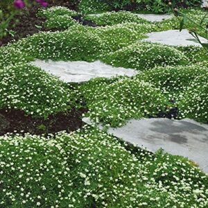 outsidepride 5000 seeds perennial irish moss low growing, mat forming, ground cover seeds for planting