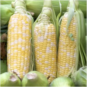 seed needs, 230+ peaches & cream sweet corn seeds (zea mays) untreated and non-gmo bulk