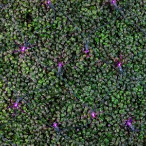 Novelty Lights 100 Purple LED Net Lights (4 FT X 6 FT), 5MM Lights, Green Wire, Outdoor Christmas Decoration, Bush Hedge Net Lighting