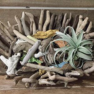 Creative Co-Op Driftwood Tray