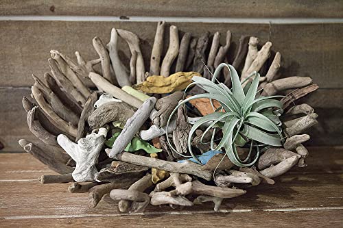 Creative Co-Op Driftwood Tray