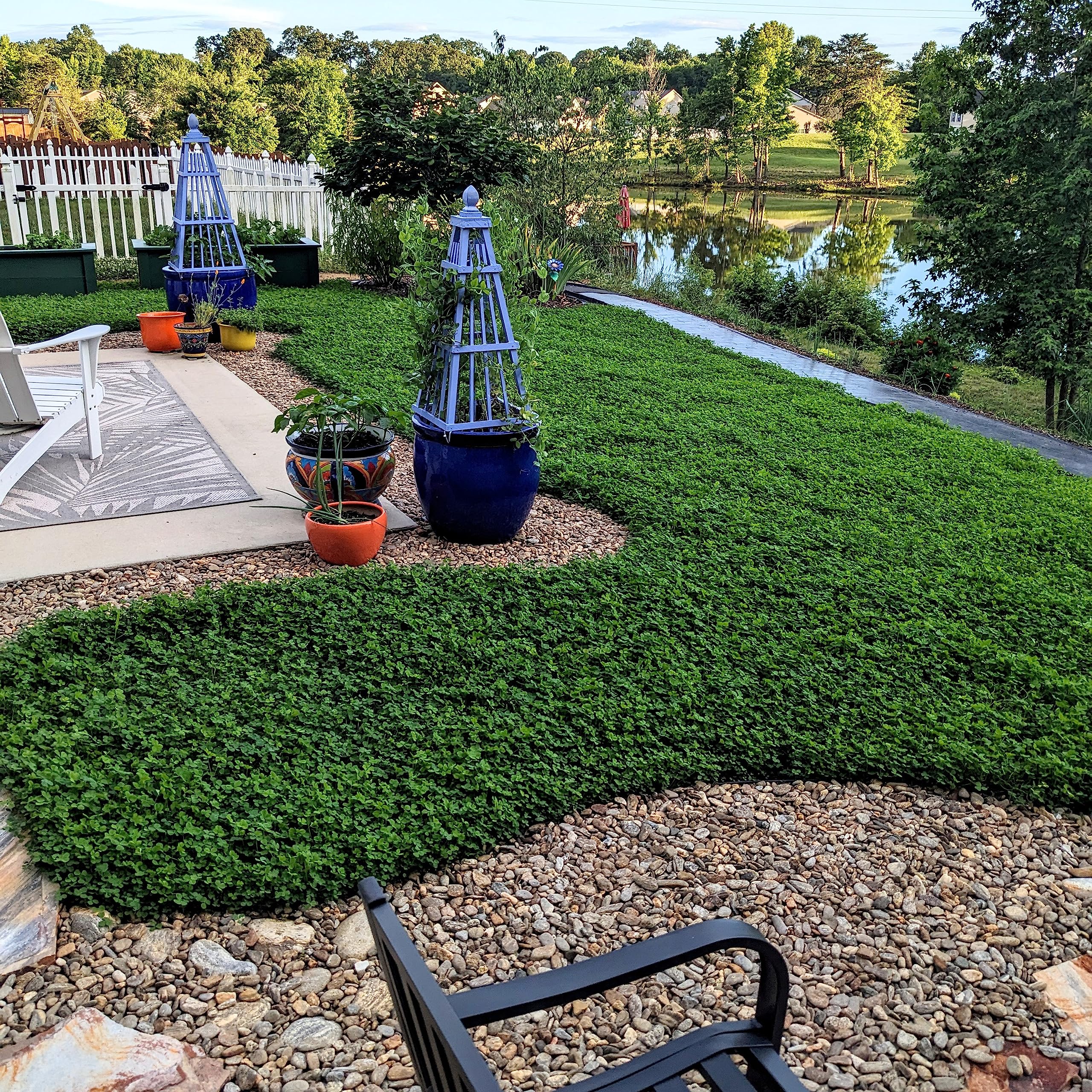 Outsidepride 2 lb. Perennial White Miniclover Dwarf, Small Leaved, Lawn Clover & Ground Cover Seeds