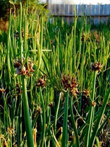 egyptian walking onions walking onion allium easy to grow 6 bulbils