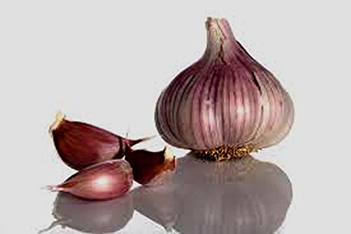 Garlic Bulb (10 Pack), Fresh Siberian HARDNECK Garlic Bulb for Planting and Growing Your OWN Garlic OR Eating